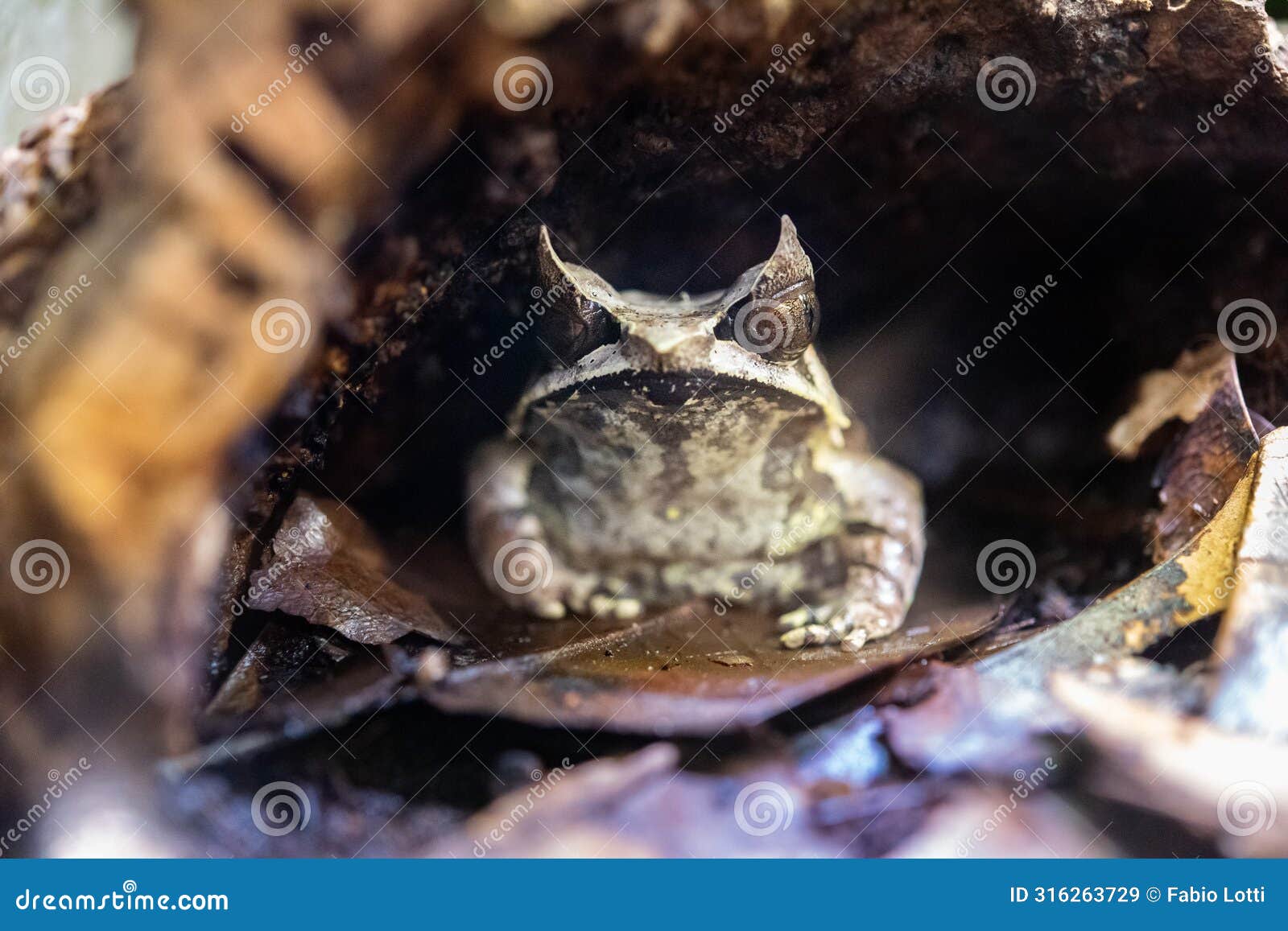 Long-nosed Horned Frog stock image. Image of genoa, riviera - 316263729