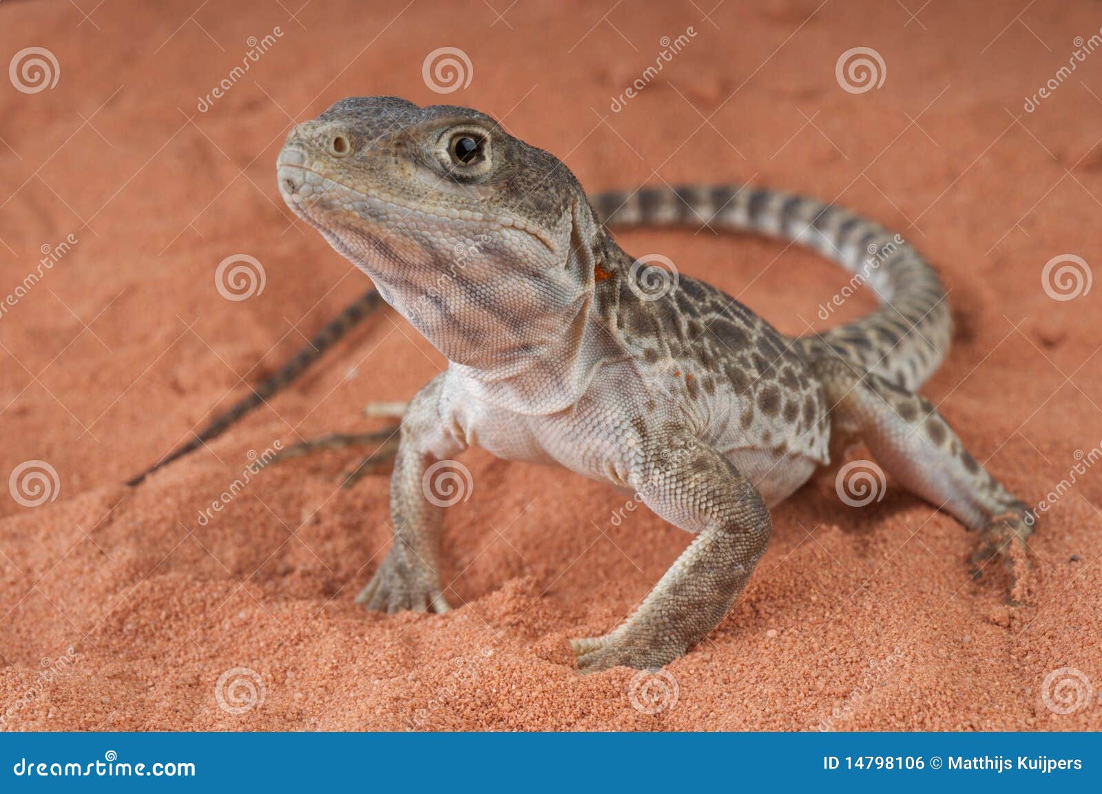 Leopard Lizard Stock Image | CartoonDealer.com #19547467
