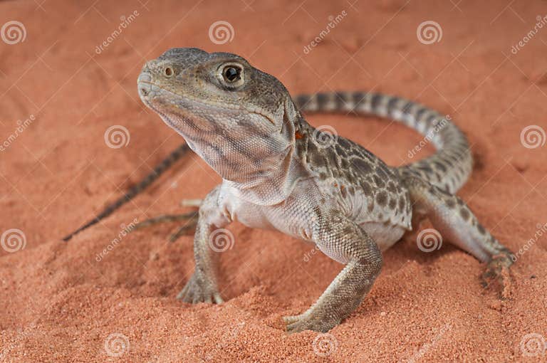 Long-nosed Leopard lizard stock photo. Image of united - 14798106