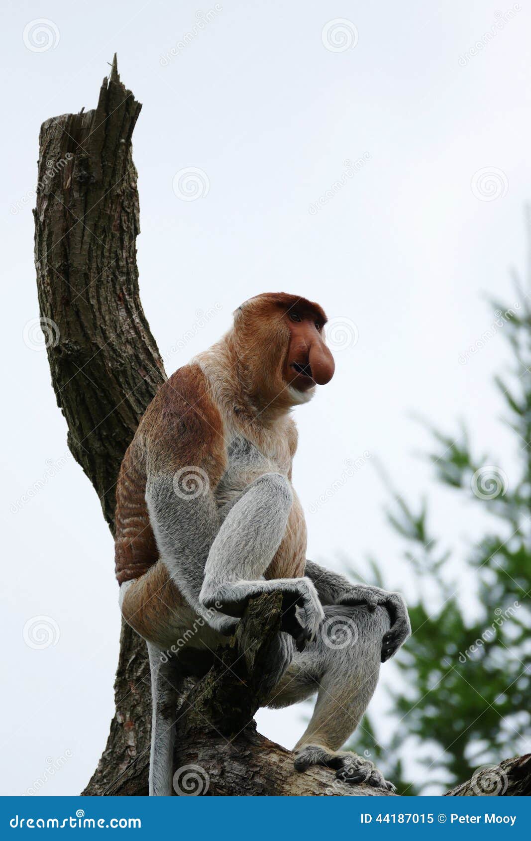 Long-nosed Monkey (Nasalis Larvatus) Stock Image - Image of long ...