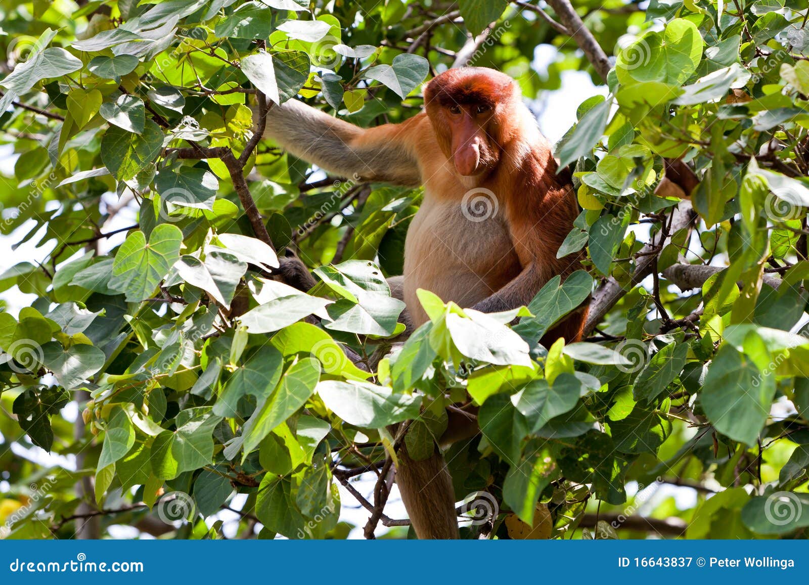 Long Nosed Monkey Sitting in a Tree Stock Image - Image of rain, forest ...