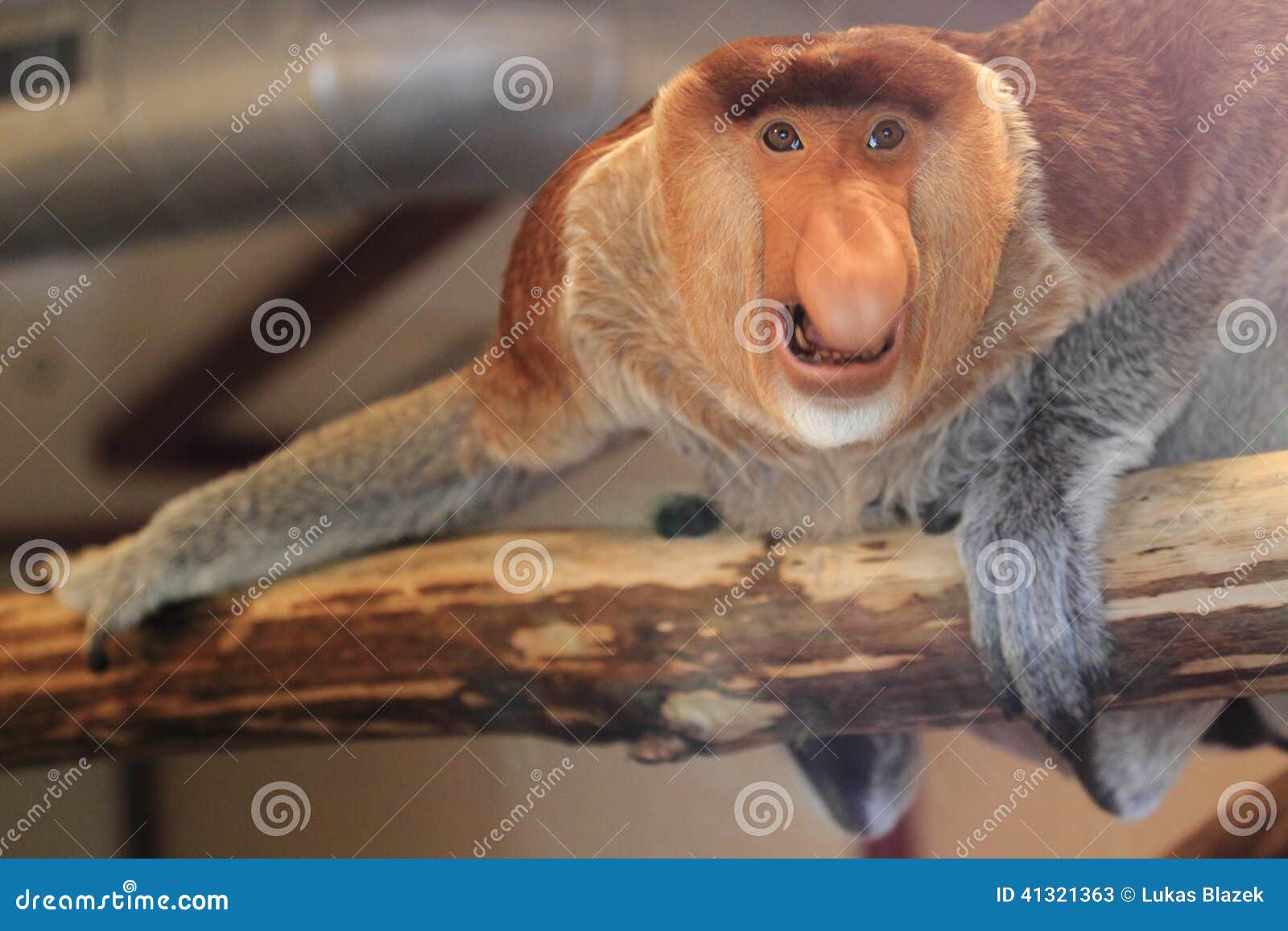 Long-nosed monkey stock image. Image of body, upper, nature - 41321363