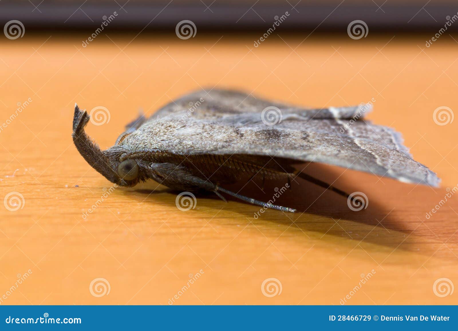 Long nosed moth stock image. Image of black, macro, wildlife - 28466729