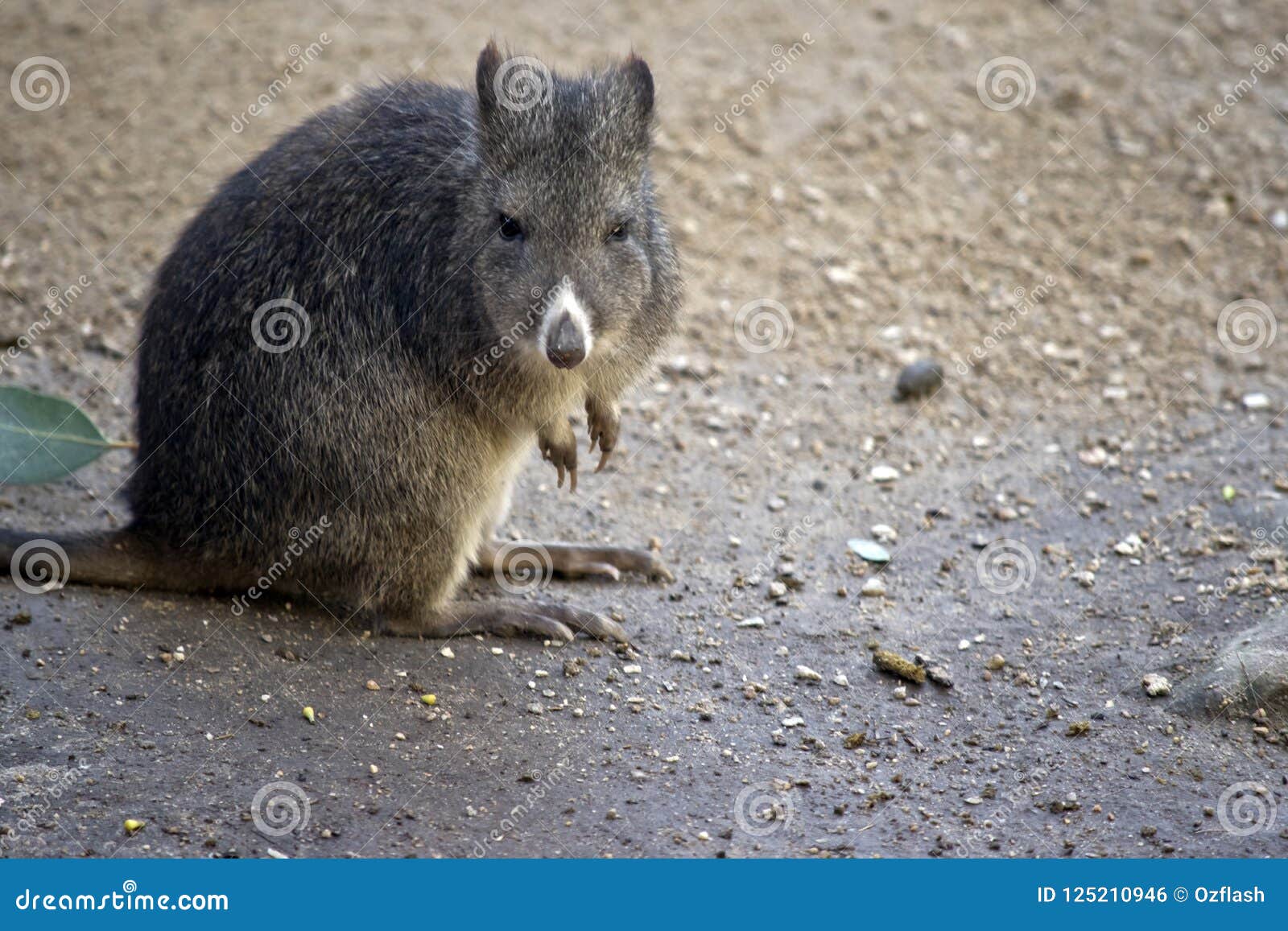 Long nosed potoroo stock photo. Image of australia, small - 125210946