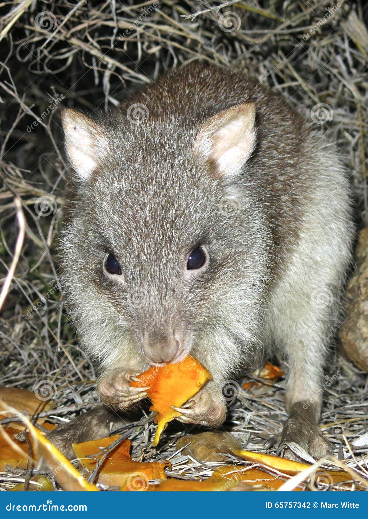 Long-nosed Potoroo stock photo. Image of grey, long, cute - 65757342