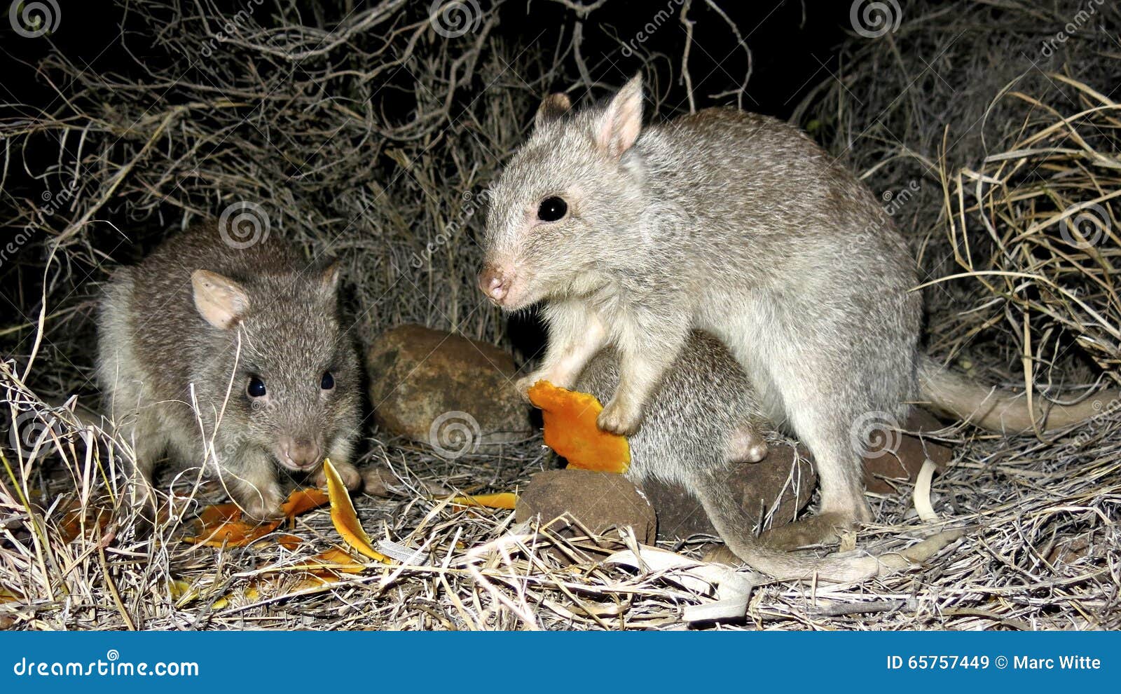 Long-nosed Potoroo stock image. Image of critter, marsupial - 65757449