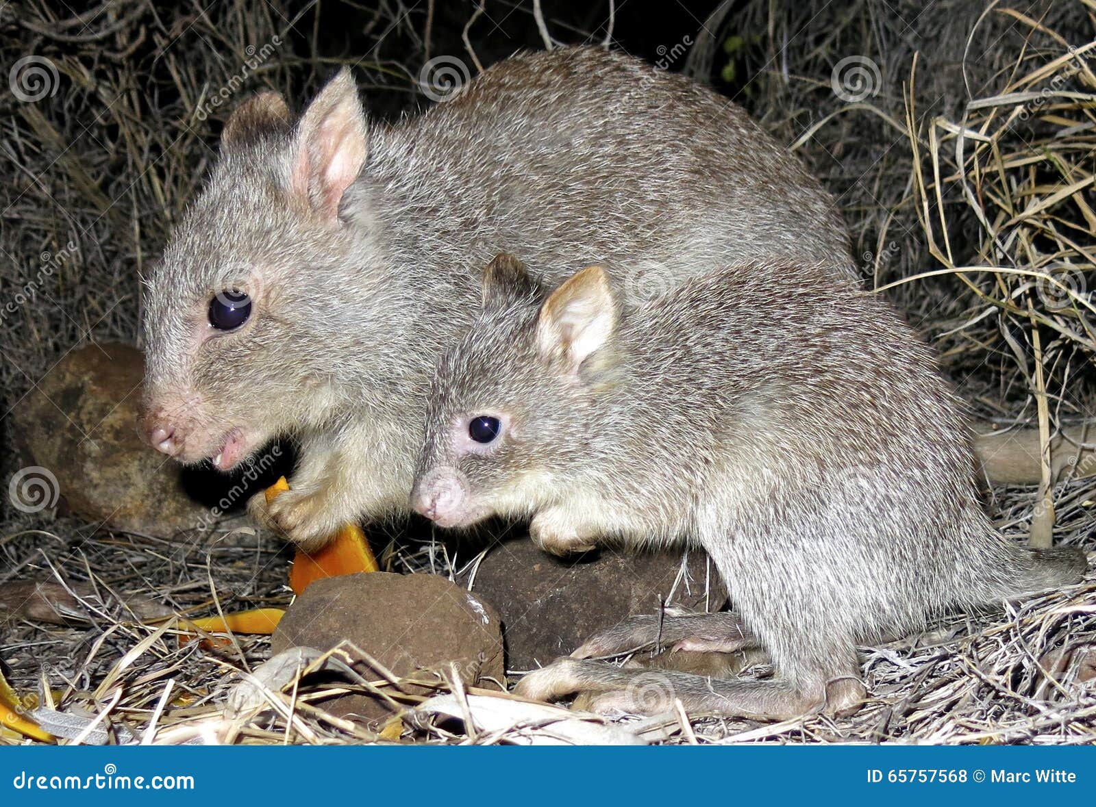 Long-nosed Potoroo stock photo. Image of native, nosed - 65757568