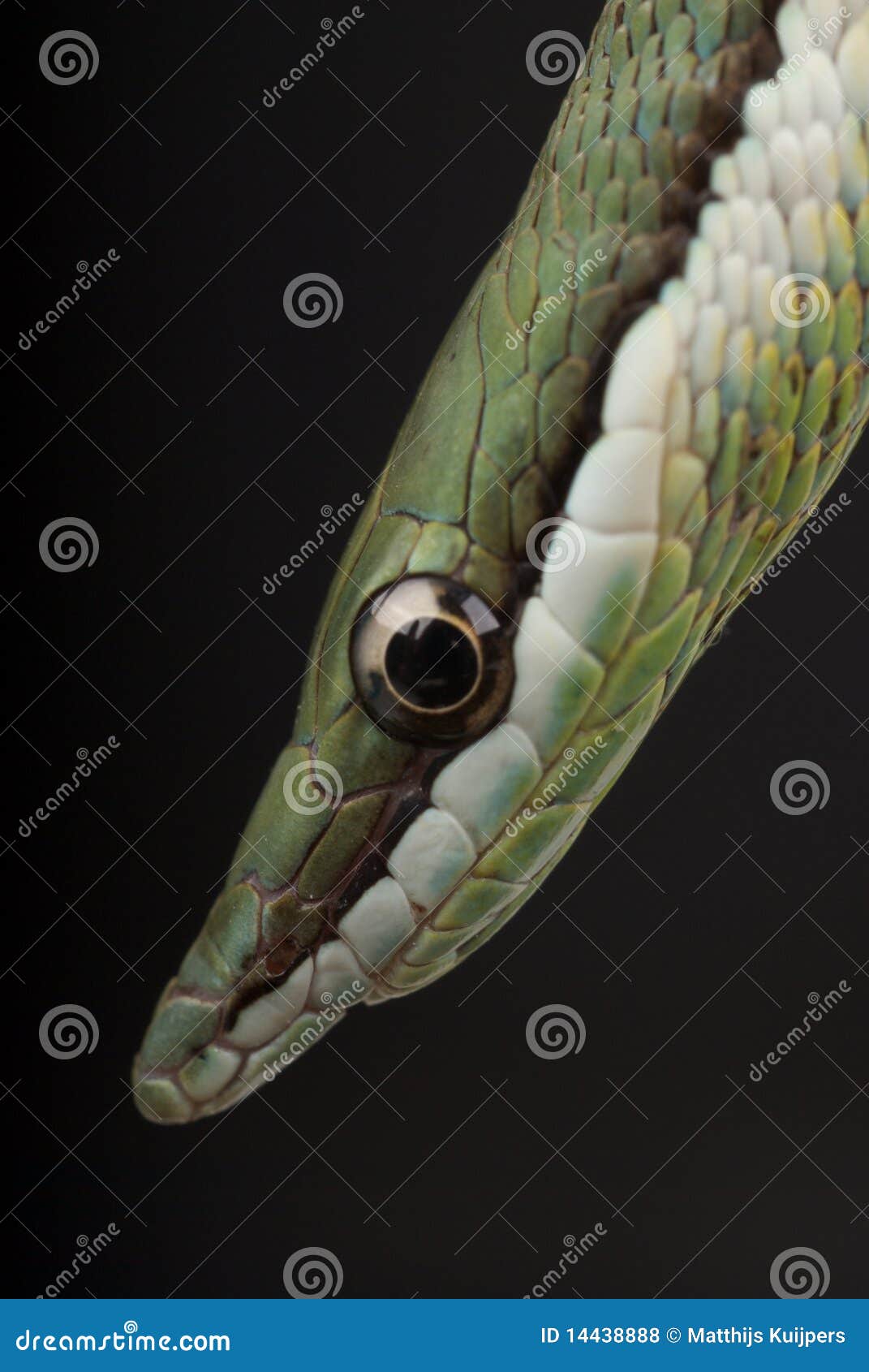 Long nosed snake stock photo. Image of nose, nosed, snake - 14438888