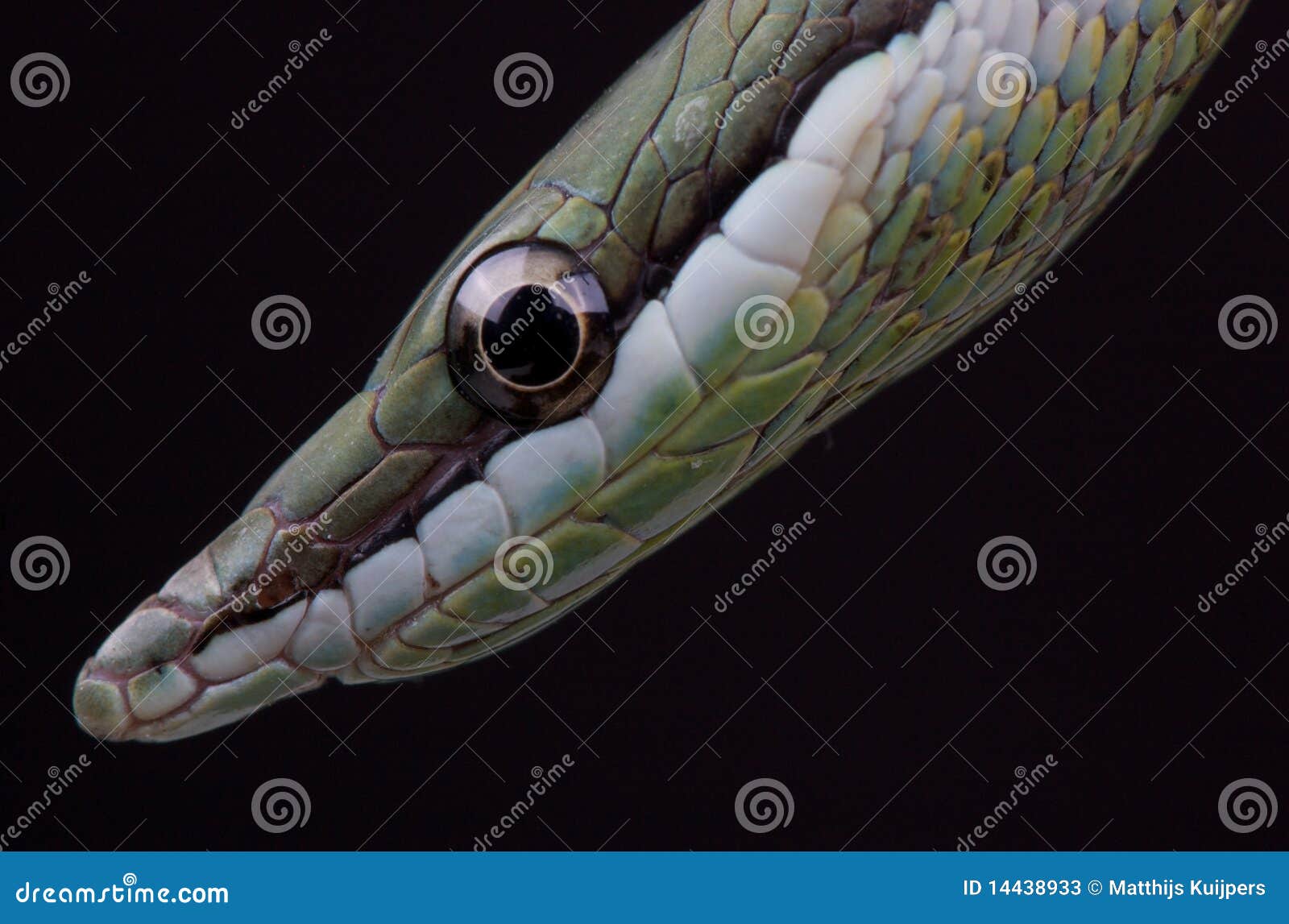 Long nosed snake stock image. Image of stripe, reptiles - 14438933