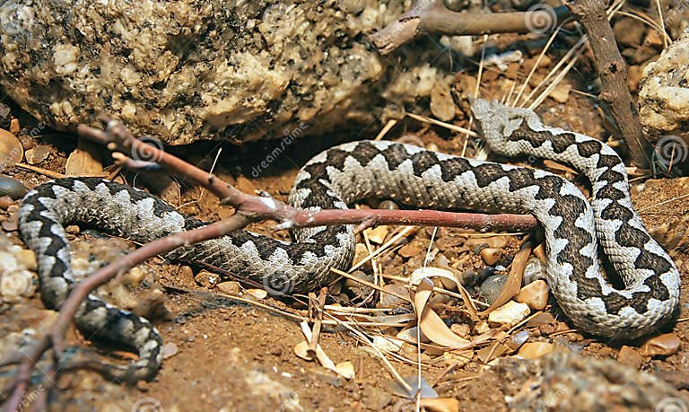 Long-nosed Viper 1 stock image. Image of venomous, crawl - 1898539