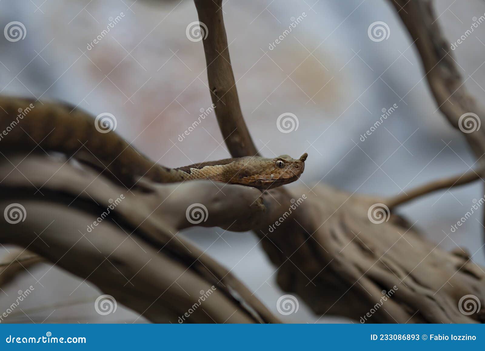 Long Nosed Viper. Side View Stock Image - Image of lethal, crawling ...