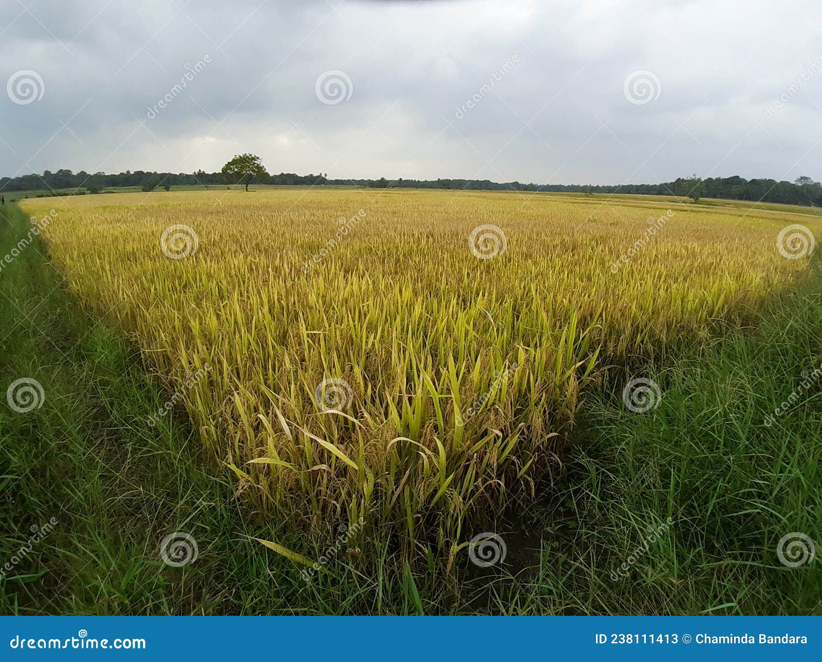 Paddy field stock image. Image of grassland, wetland - 238111413