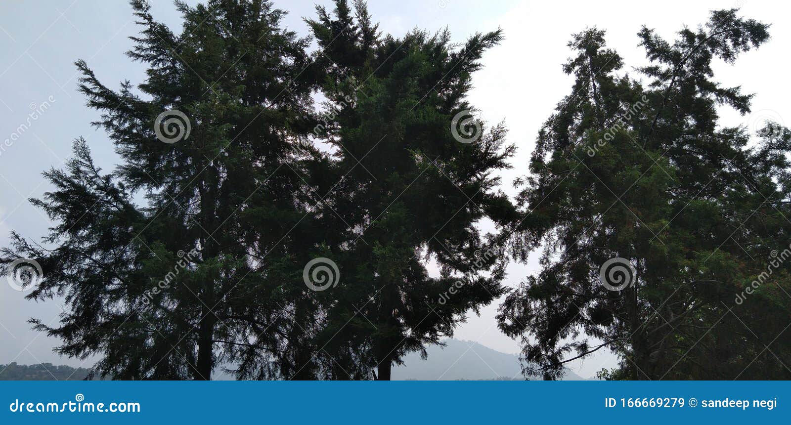 Long Palm Tree at Rural Area in India Stock Image - Image of palm, tree ...