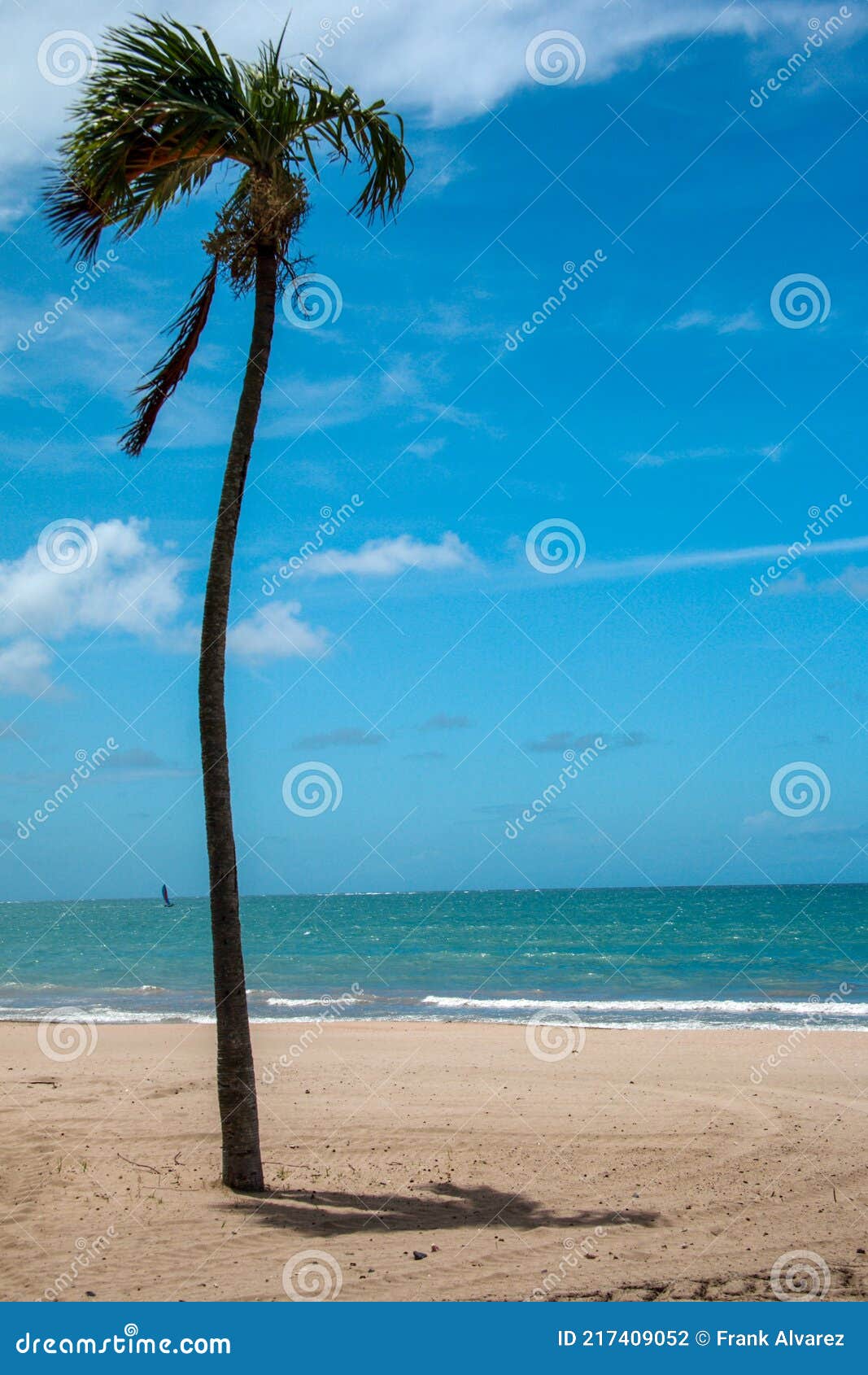 Long Palm Tree in a Sandy Beach Stock Photo - Image of holiday ...