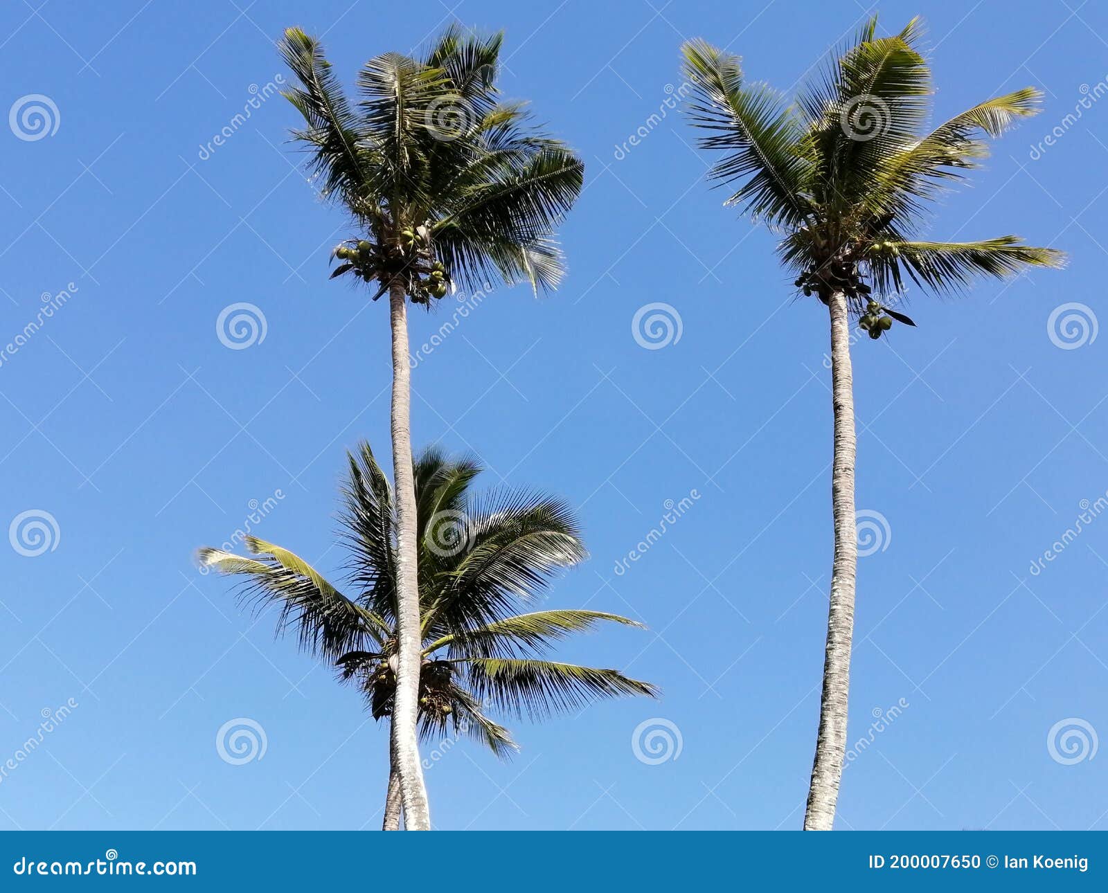 Long palm trees stock photo. Image of tree, food, trees - 200007650