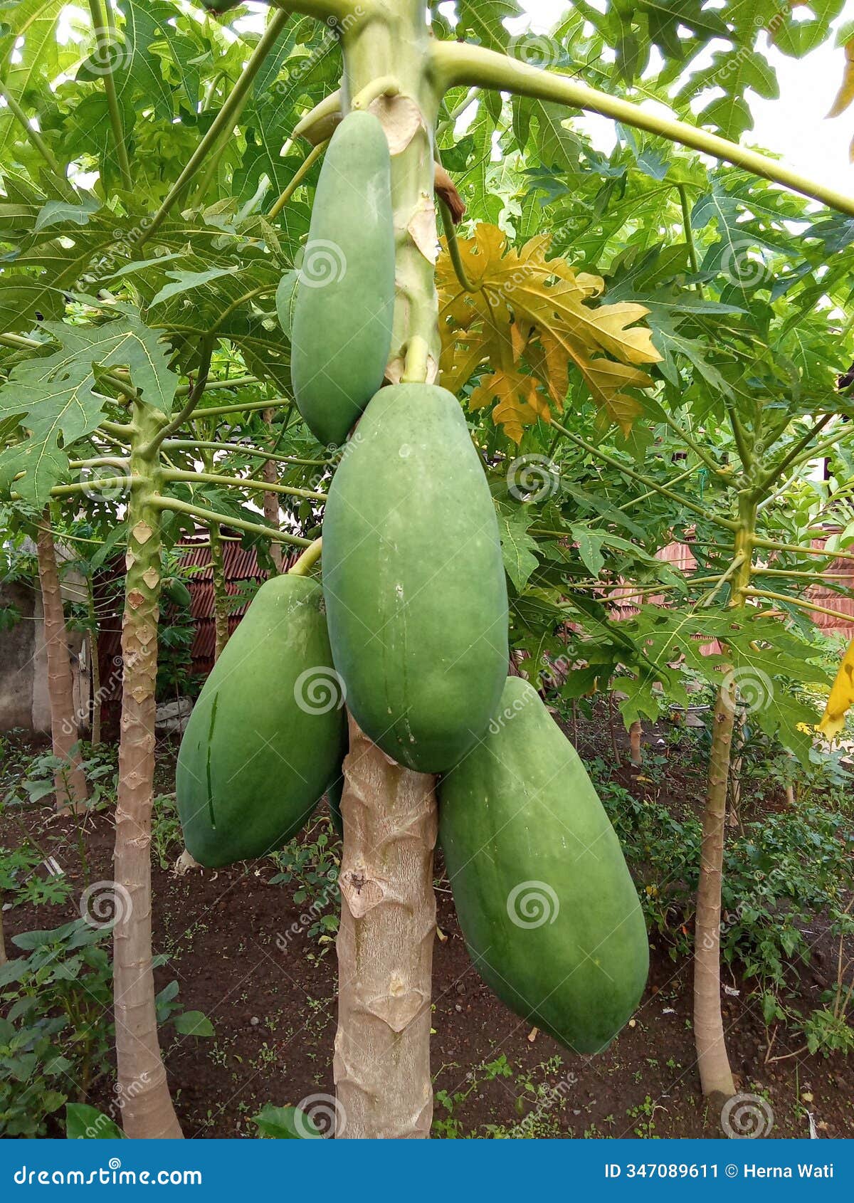 Long papaya fruit stock image. Image of fruit, green - 347089611