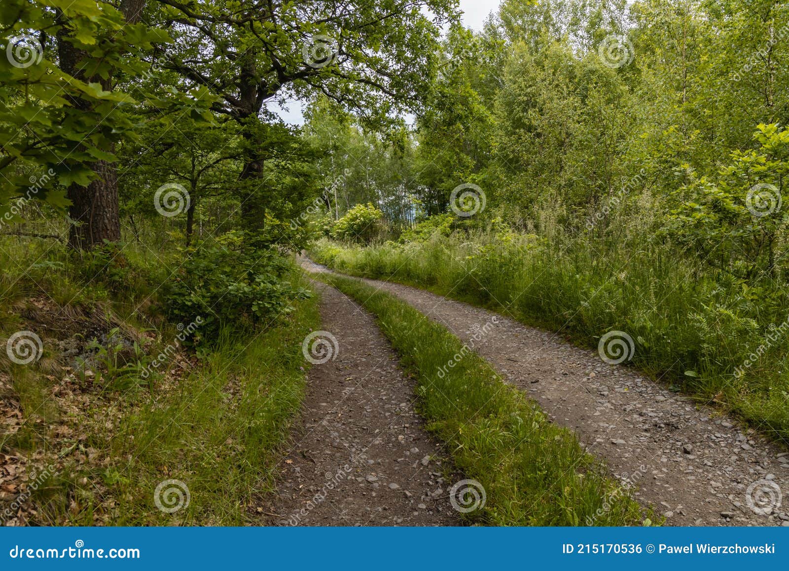 Long Path with Bushes and Fields Around Stock Photo - Image of green ...
