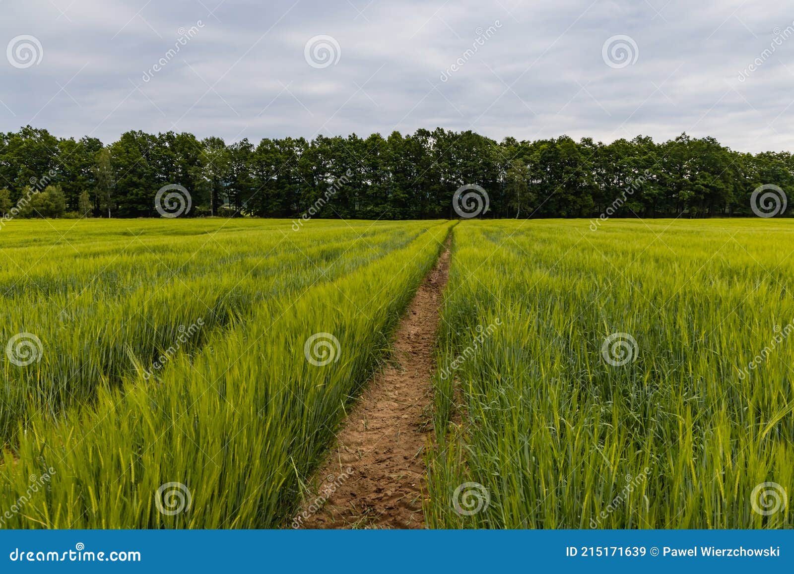 Long Path with Bushes and Fields Around in Mountains Stock Image ...