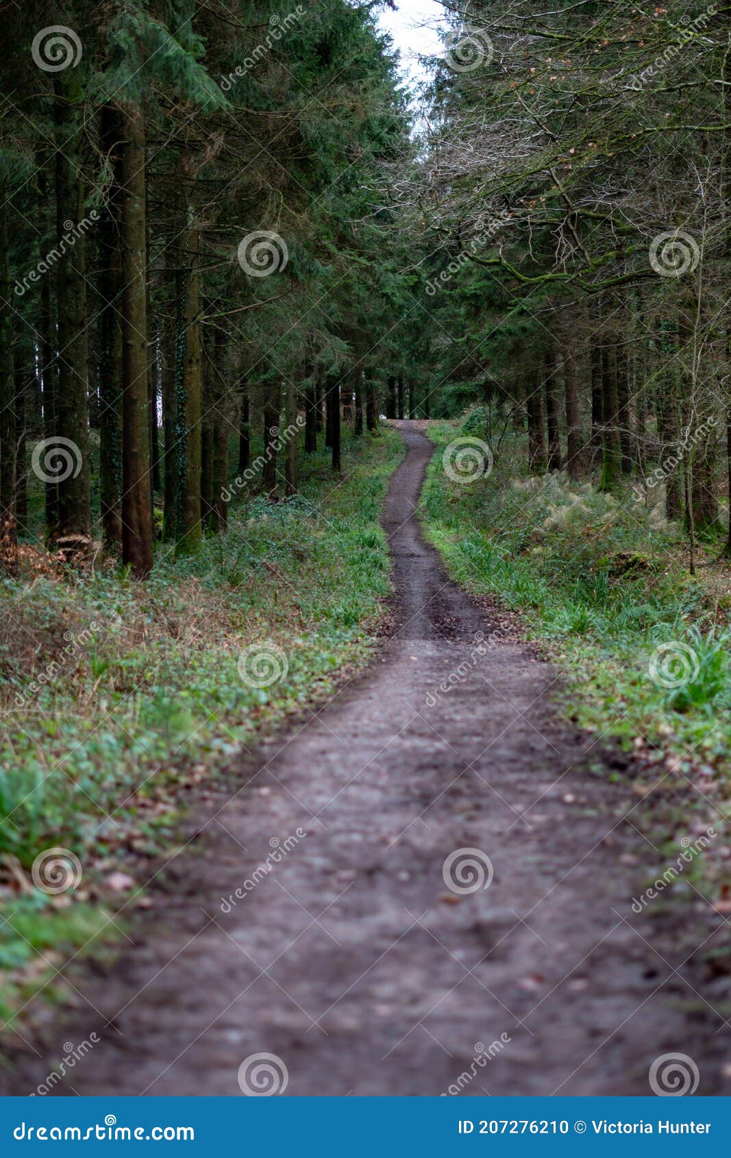 Long Path Deep into the Woods Stock Photo - Image of leaf, grass: 207276210