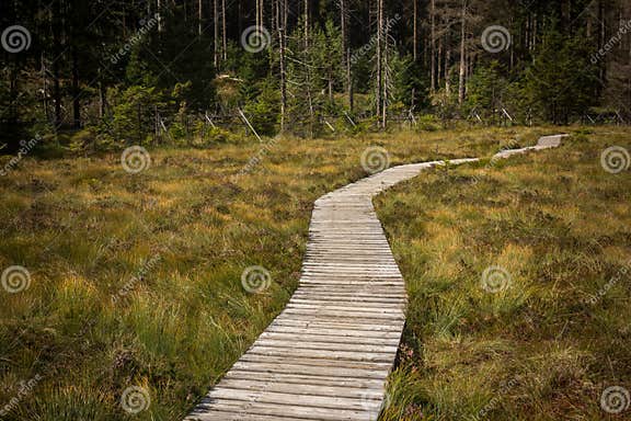 Long Path in the Forest of Germany Stock Photo - Image of nature, grow ...