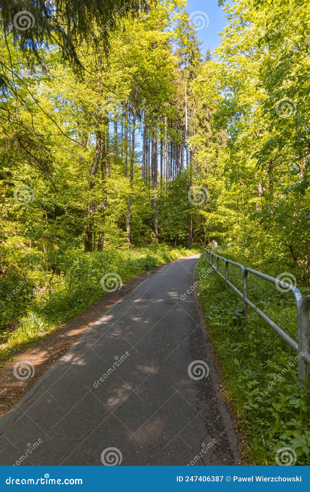 Long Path in Forest with Metal Railings Around Over Precipice in Front ...