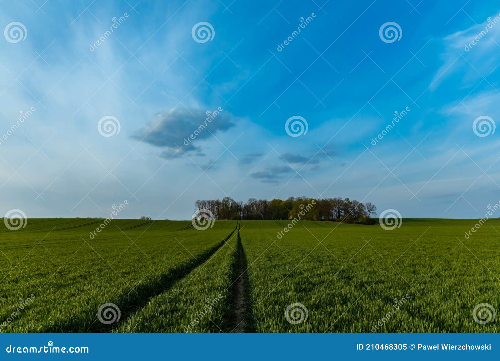 Long Path between Green Fields To Small Copse Stock Image - Image of ...