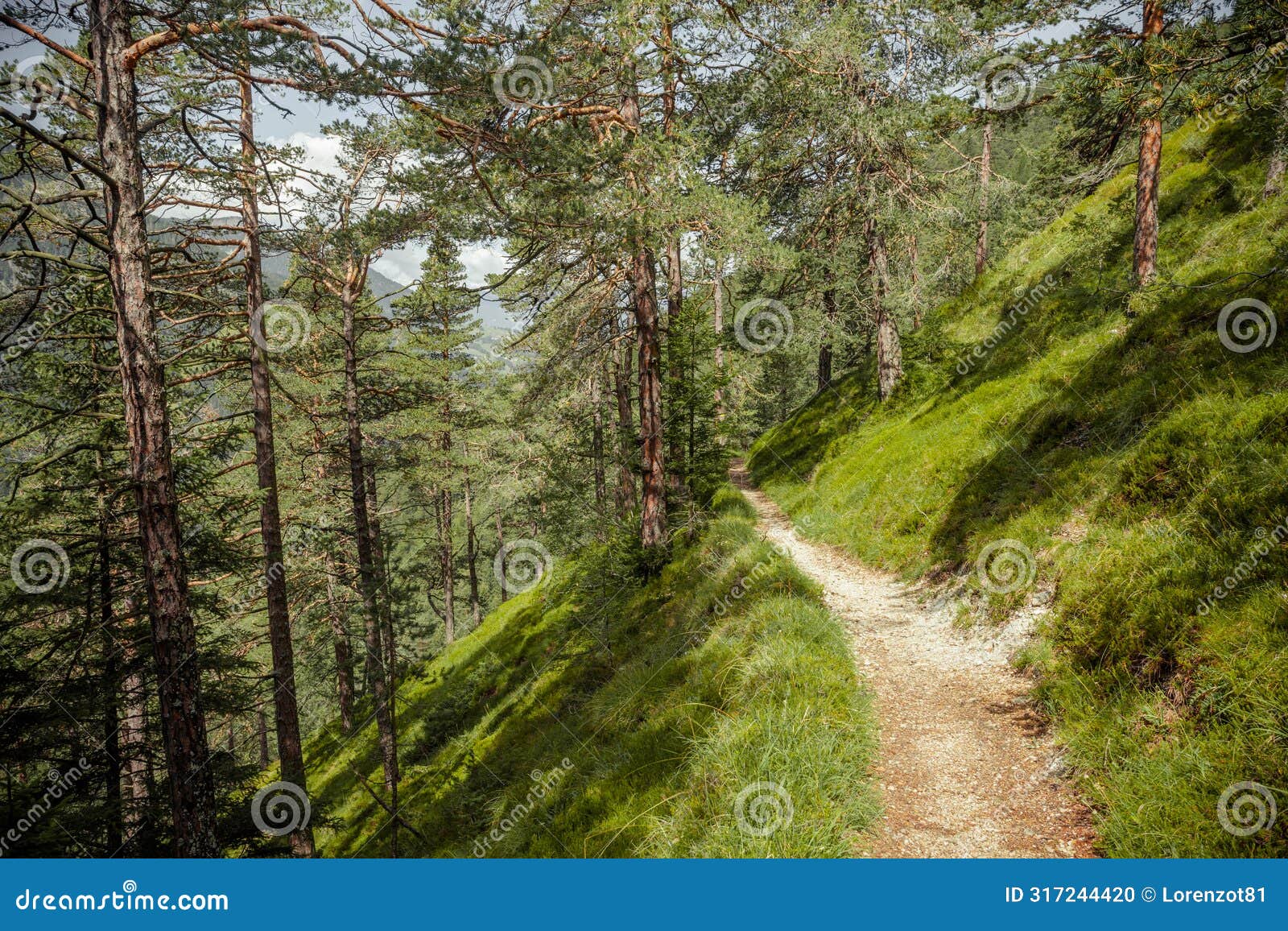 Long a Path Inside a Peaceful Forest , No People Around Stock Photo ...