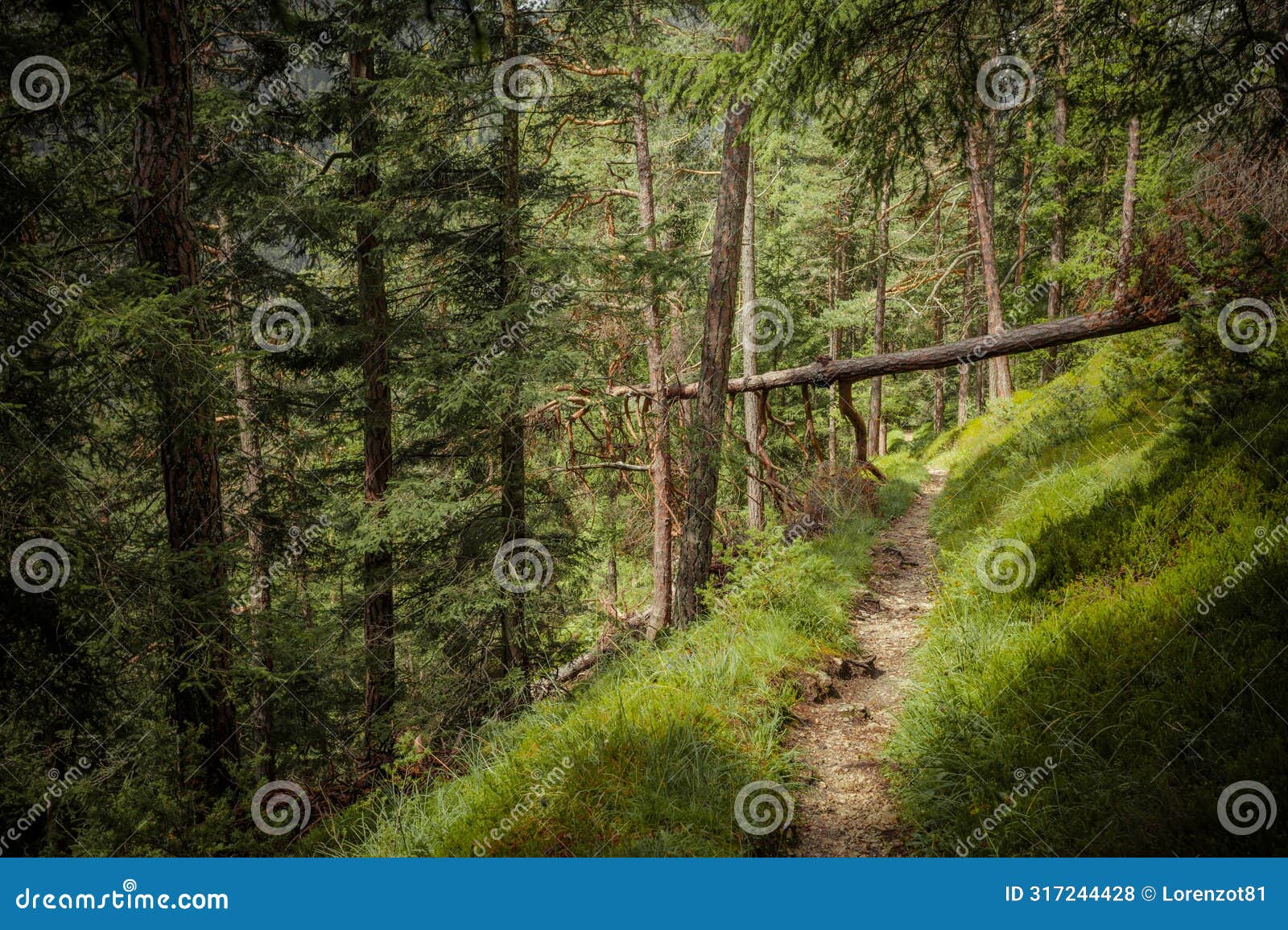 Long a Path Inside a Peaceful Forest , No People Around Stock Photo ...