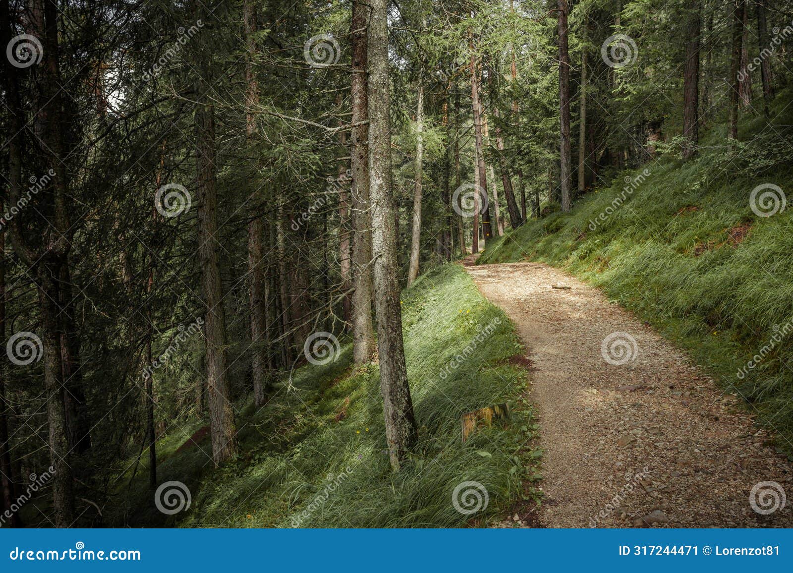 Long a Path Inside a Peaceful Forest , No People Around Stock Image ...