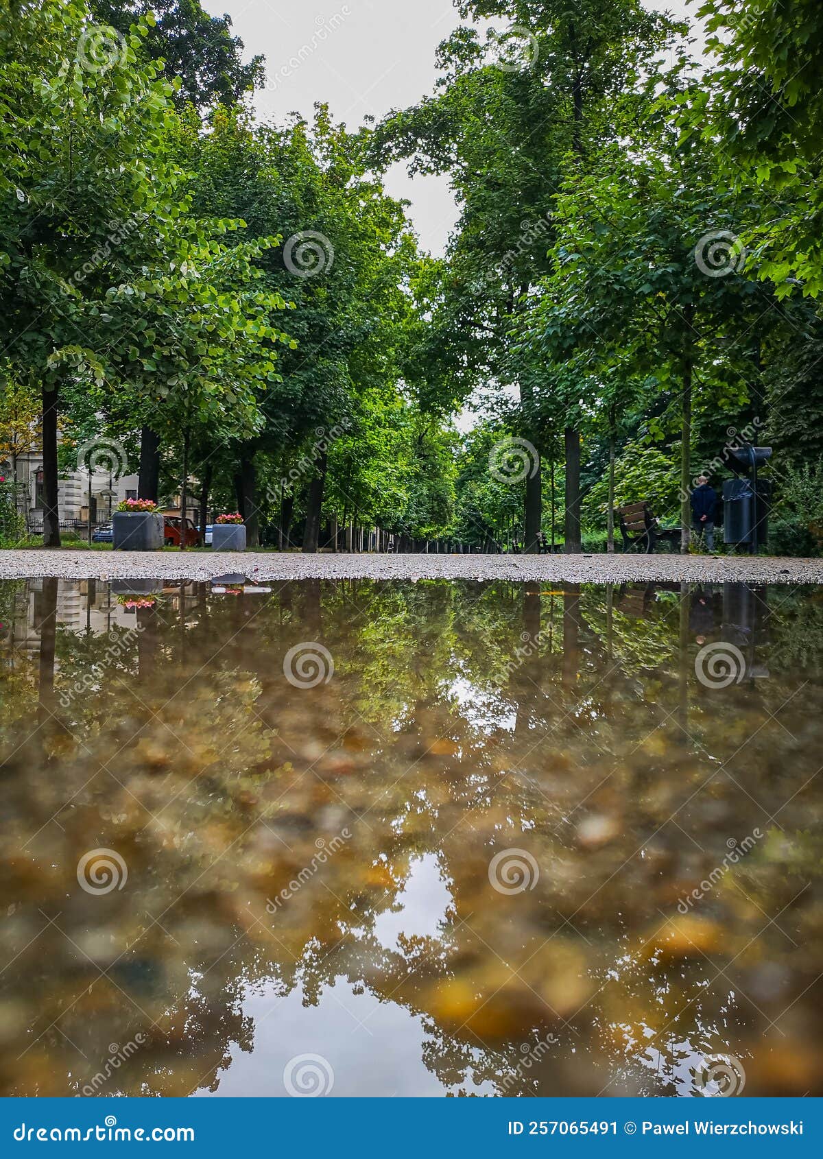 Long Path in Park between Trees Reflected in Puddle Stock Image - Image ...