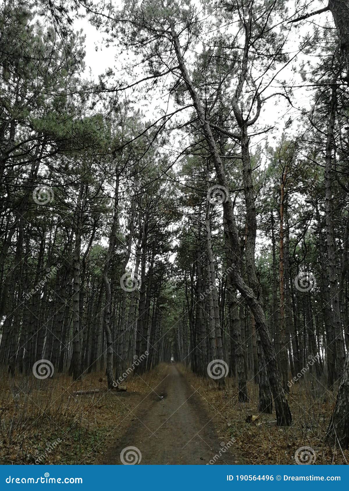 A Long Path in a Pine Forest Stock Photo - Image of pine, calm: 190564496