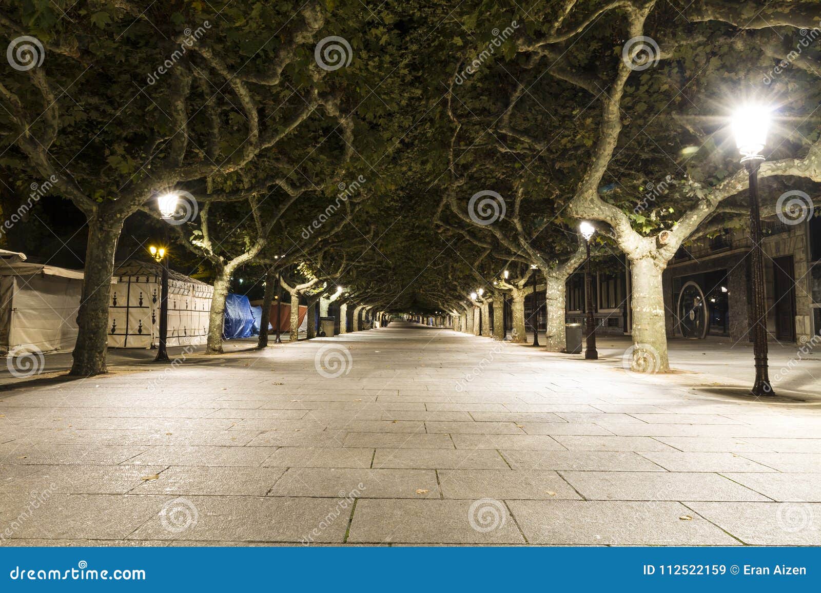 Long Path Street Lined with Green Trees at Night in Spain Editorial ...