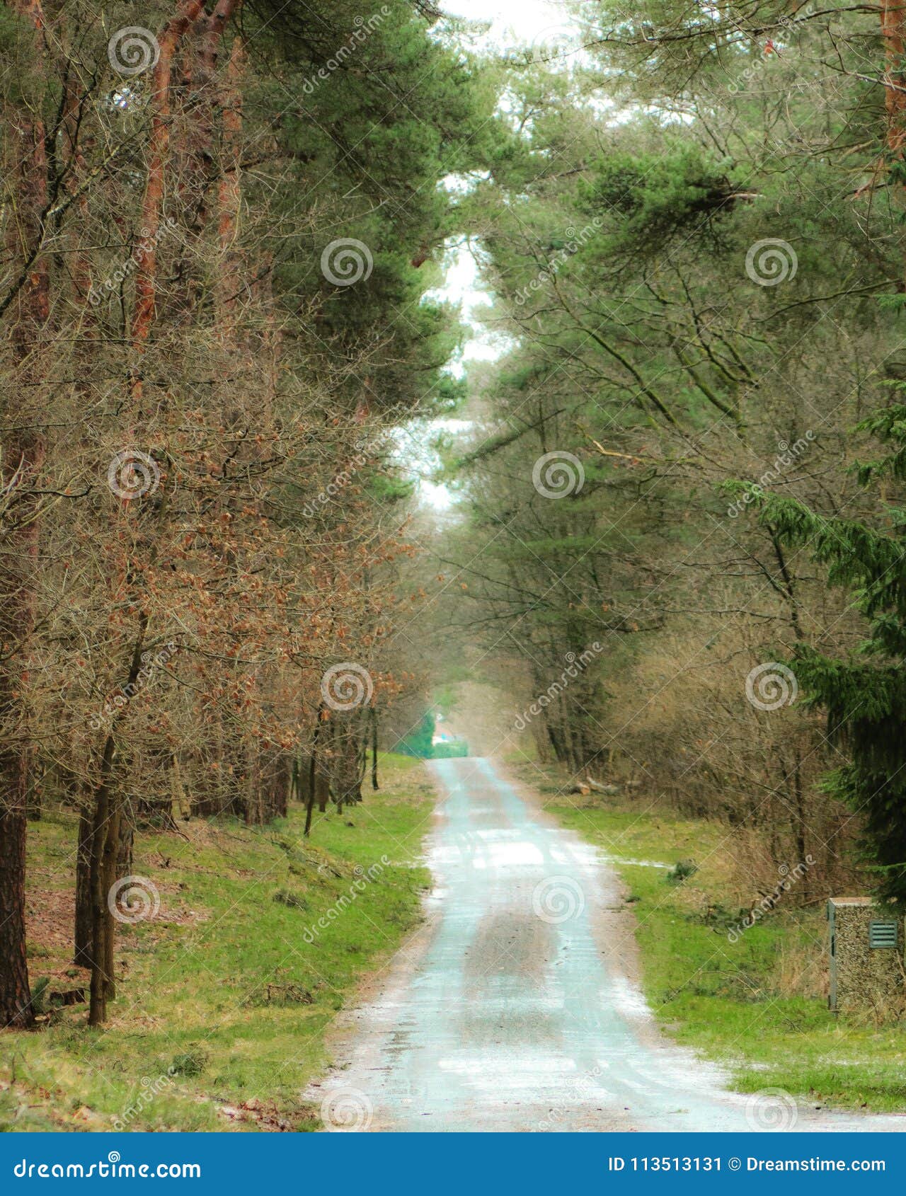 Long Path stock image. Image of path, long, forrest - 113513131