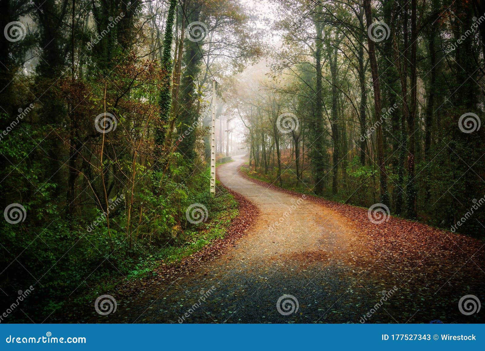 Long Pathway Covered with Fallen Autumn Leaves Surrounded by Beautiful ...