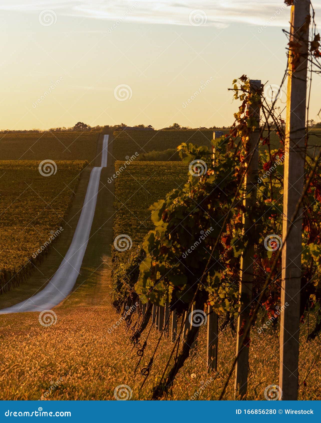 Long Pathway in a Grassy Field Near a Vineyard Stock Photo - Image of ...