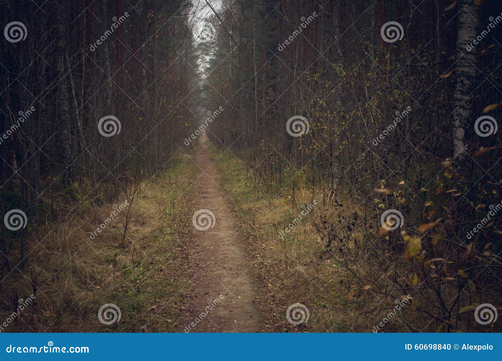 Long Pathway Stock Photography | CartoonDealer.com #52299662