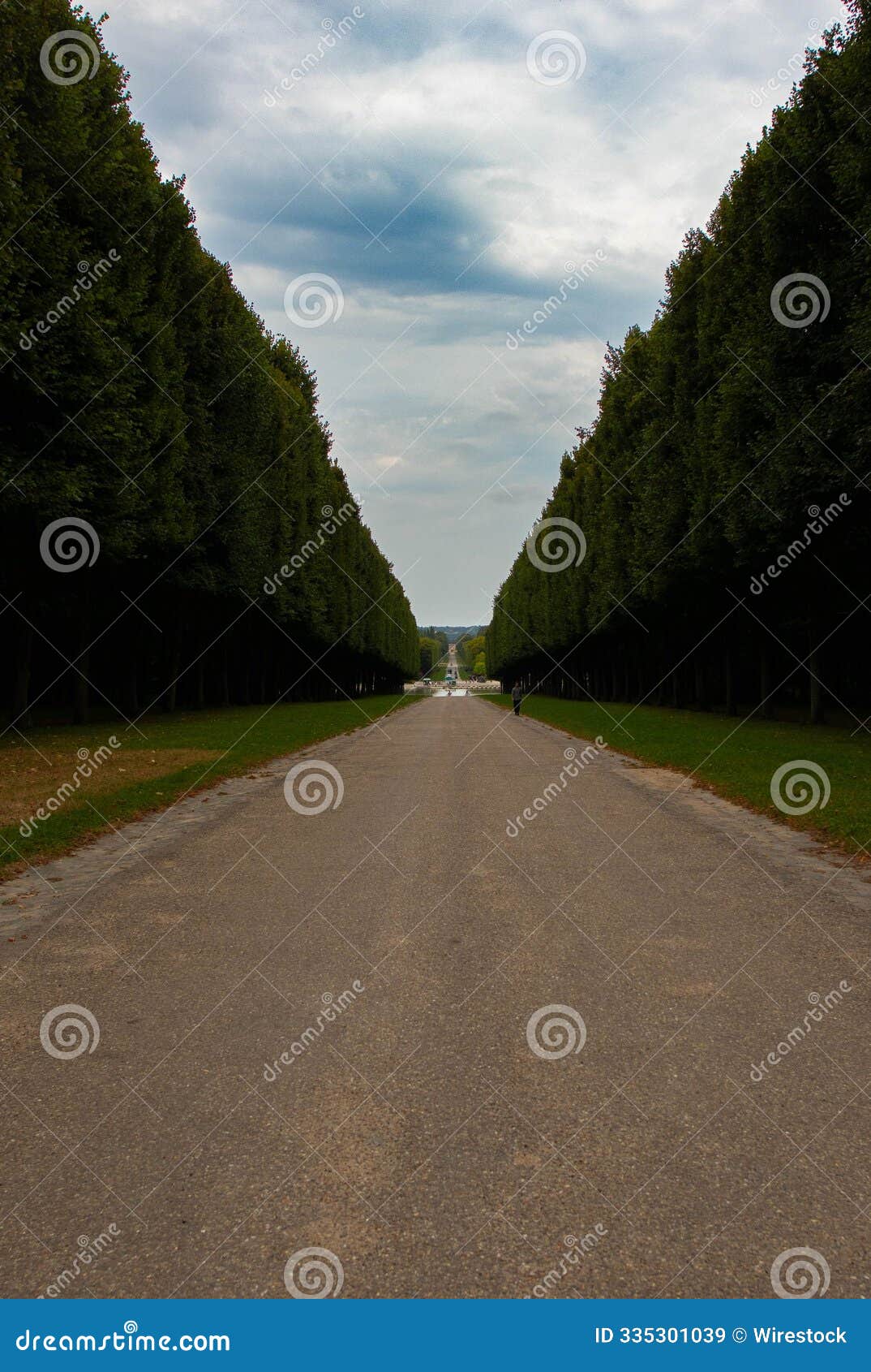 Long Pathway Lined with Tall Trees on Both Sides Under a Cloudy Sky ...
