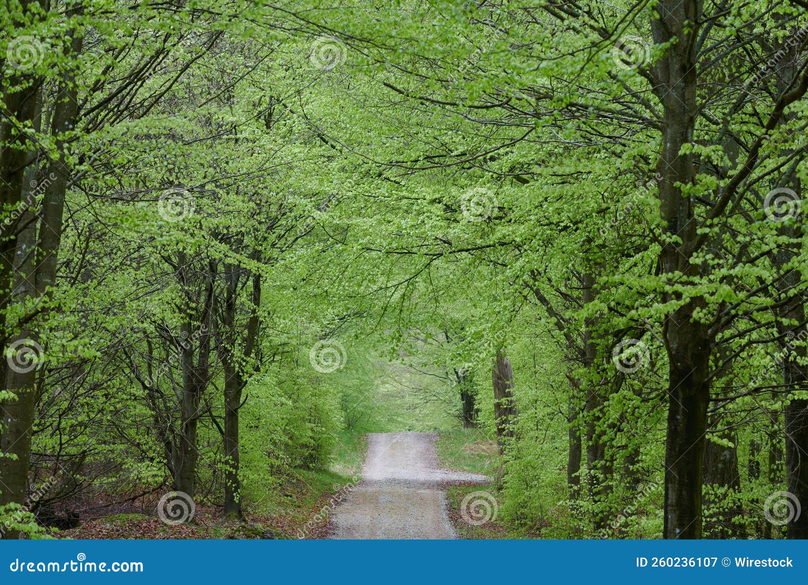 Long Pathway in a Lush Green Forest Stock Image - Image of branches ...