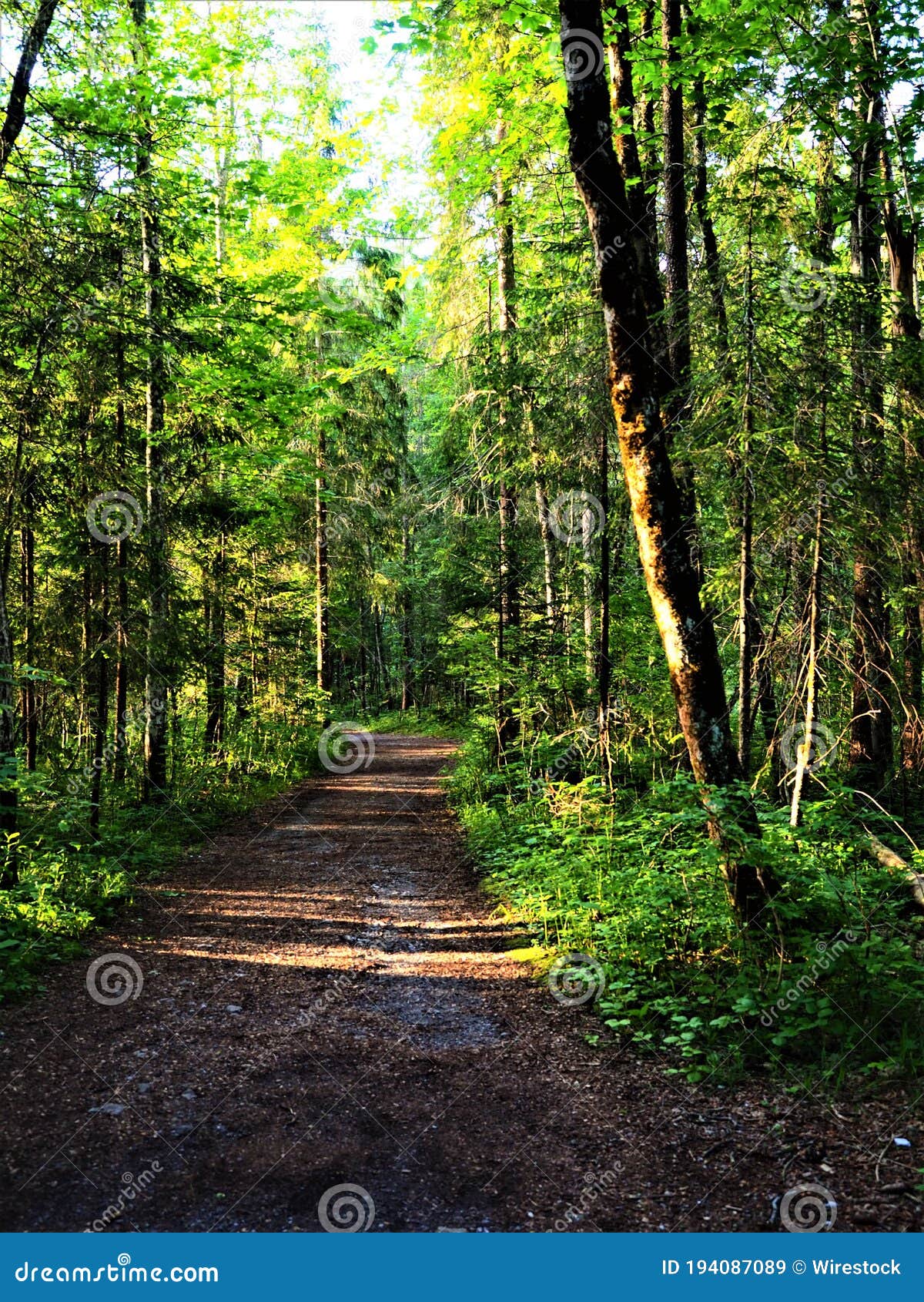 Long Pathway Surrounded by Greens and Trees in the Forest Stock Image ...
