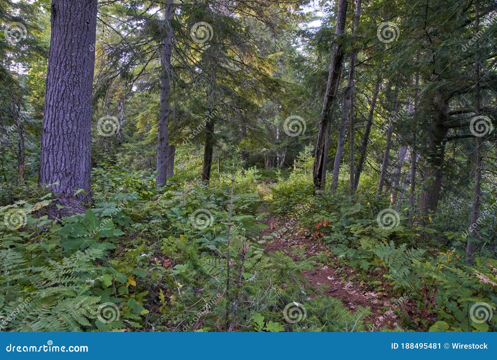 Long Pathway Surrounded with Greens and Trees in a Forest in Canada ...