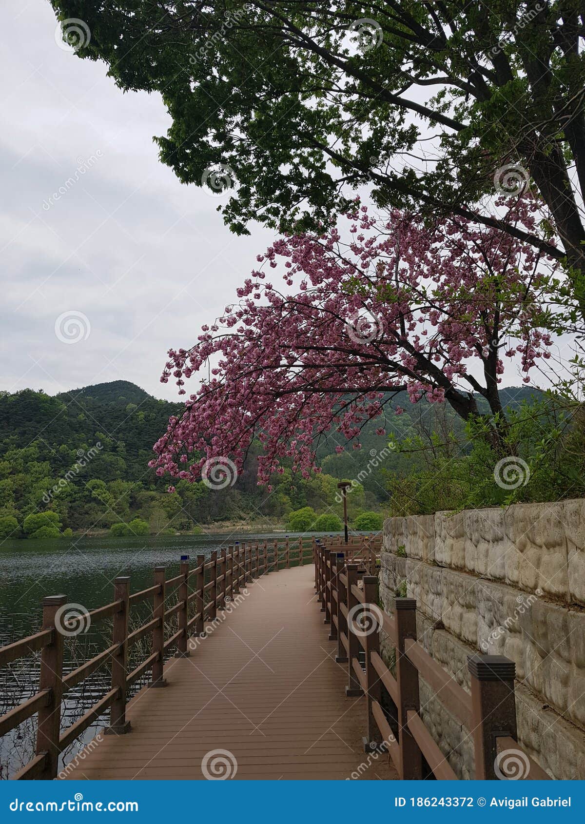 A Long Pathway To the Mountains Stock Photo - Image of nature, wall ...