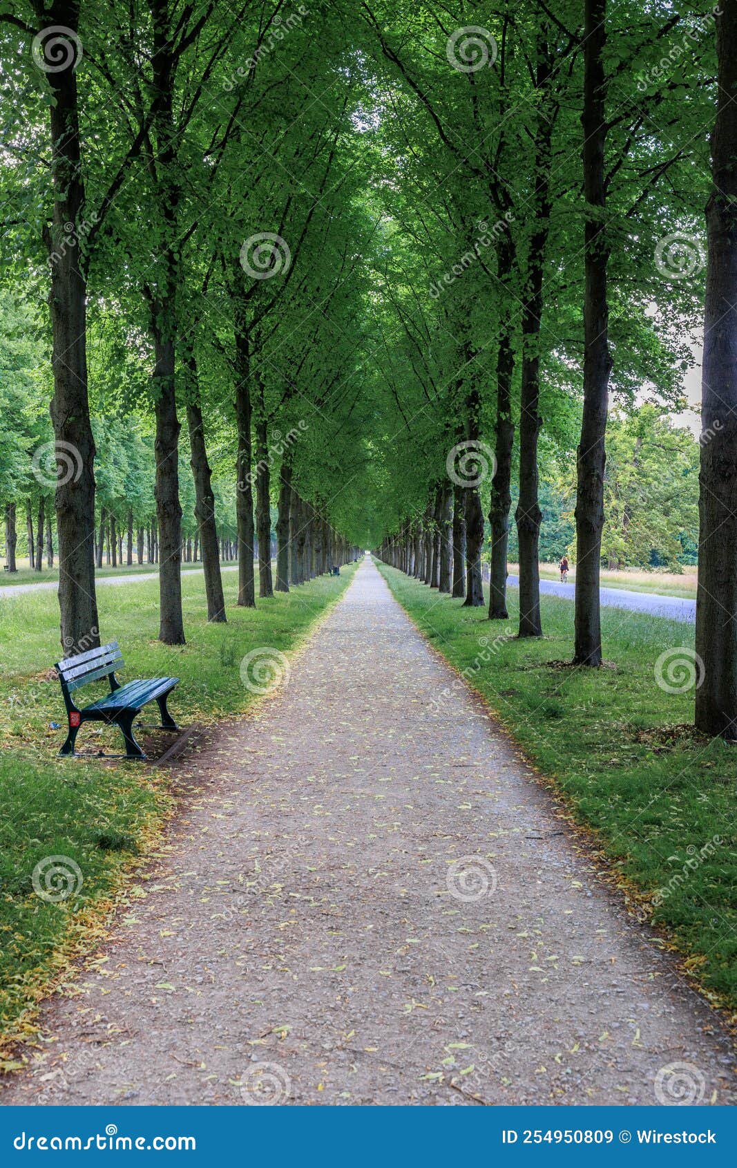 Long Pathway with a Wooden Bench on the Side Stock Image - Image of ...