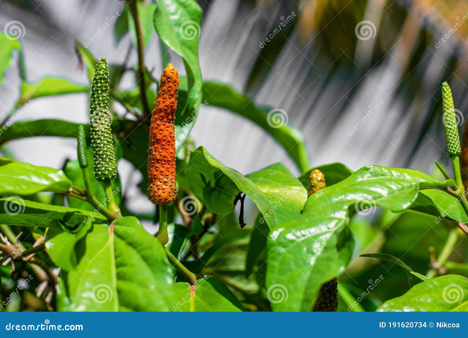 Fresh Idian Long Pepper Piper Longum ,Piper Retrofractum Stock Photo ...
