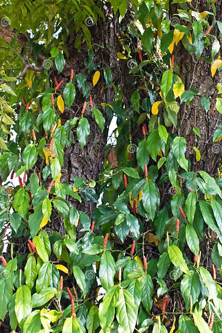 Long Pepper Growing in Tree Stock Image - Image of leaf, citrifolia ...