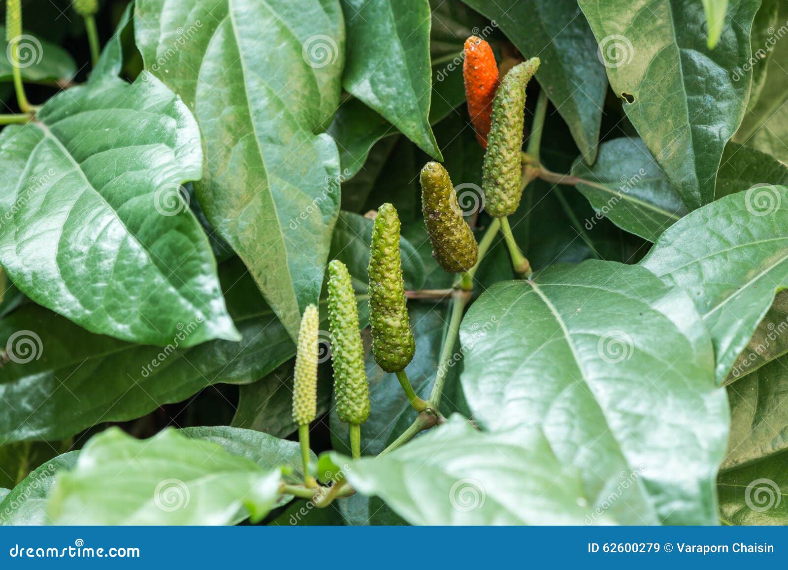 Long Pepper stock image. Image of growing, nature, javanese - 62600279
