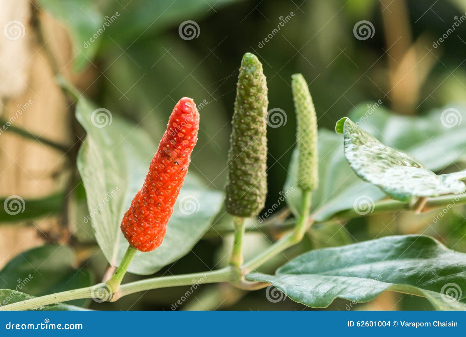 Long Pepper Or Piper Longum Isolated On White Background. Royalty-Free ...