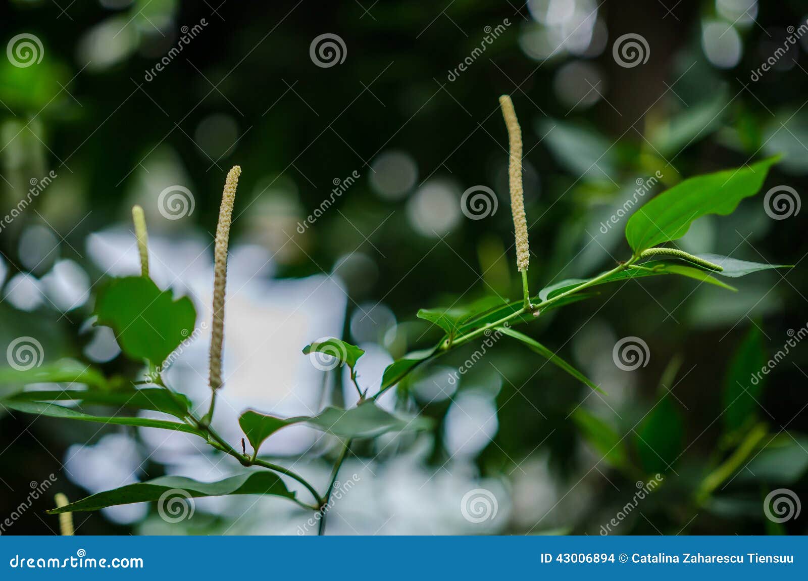 Long Pepper Or Piper Longum On White Background. Stock Image ...