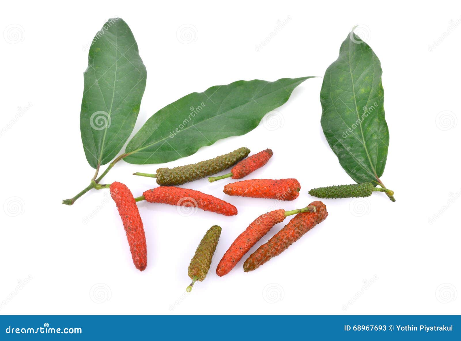 Long Pepper or Piper Longum Isolated on White Background Stock Image ...