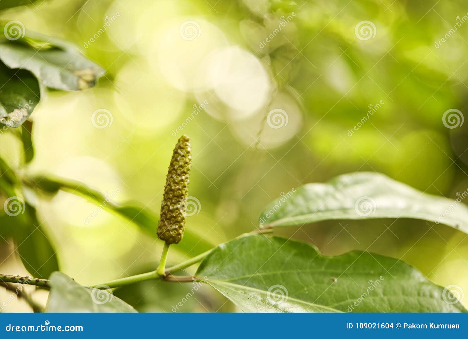 Long Pepper or Piper Longum Stock Photo - Image of indian, ingredient ...