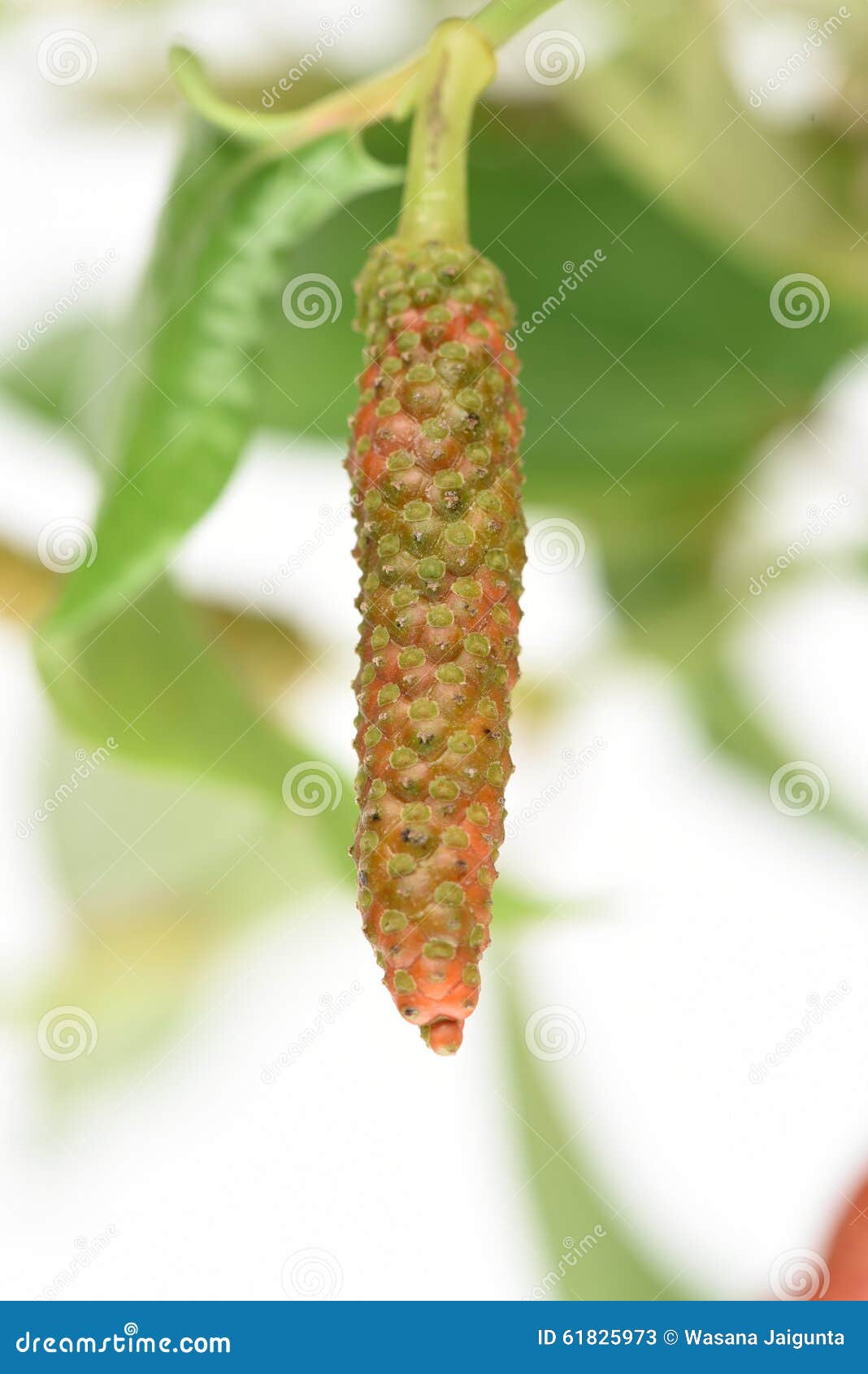 Long Pepper or Piper Longum on Tree. Stock Image - Image of long, berry ...